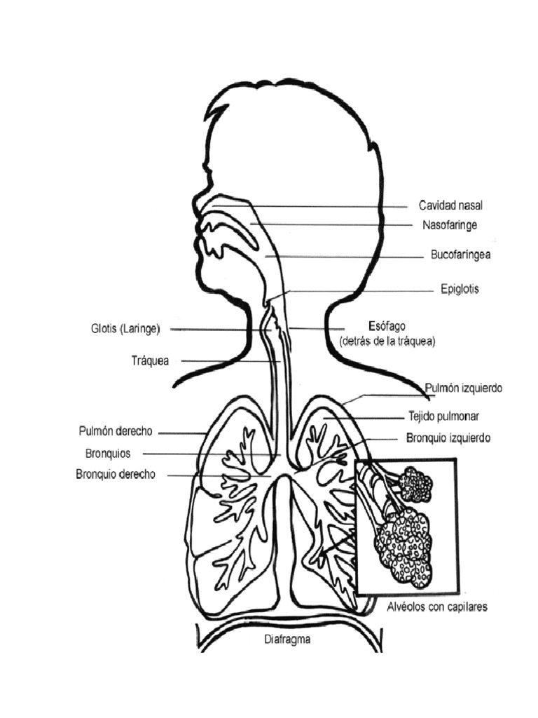Diagrama Sistema Respiratorio | PDF