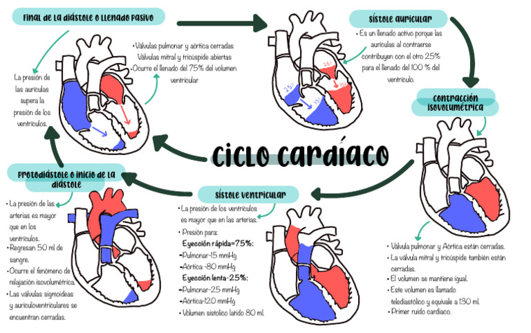 Fases del Ciclo Cardíaco Explicadas | PDF | Ventrículo (corazón ...