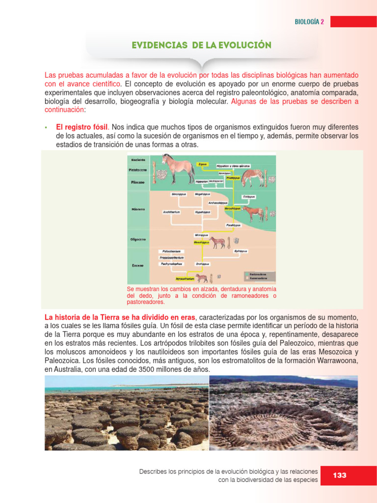 Evidencias de La Evolucionbiologia2 | PDF | Marsupiales | Evolución