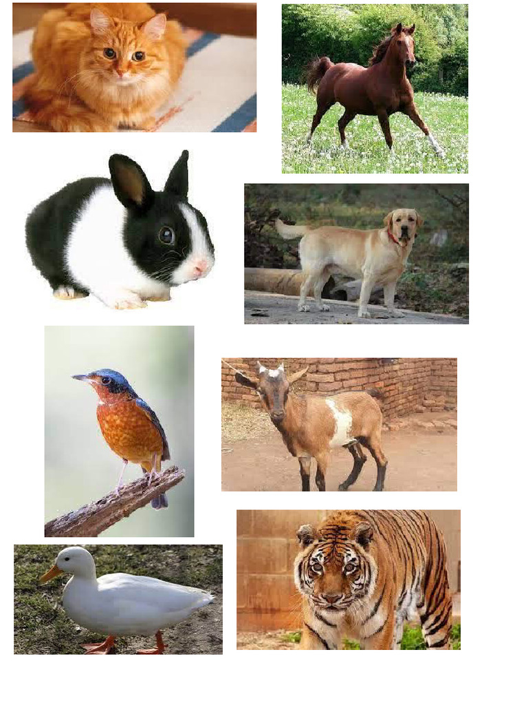 Gambar Binatang | PDF