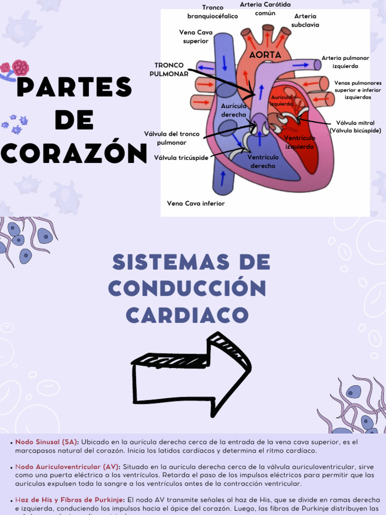 Annotated-tarea Morfo Practica | PDF | Electrocardiografia | Ventrículo ... Annotated-tarea Morfo Practica | PDF | Electrocardiografia | Ventrículo ...