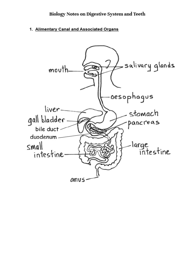 IGCSE Biology Notes On Digestive System | PDF | Digestion | Stomach