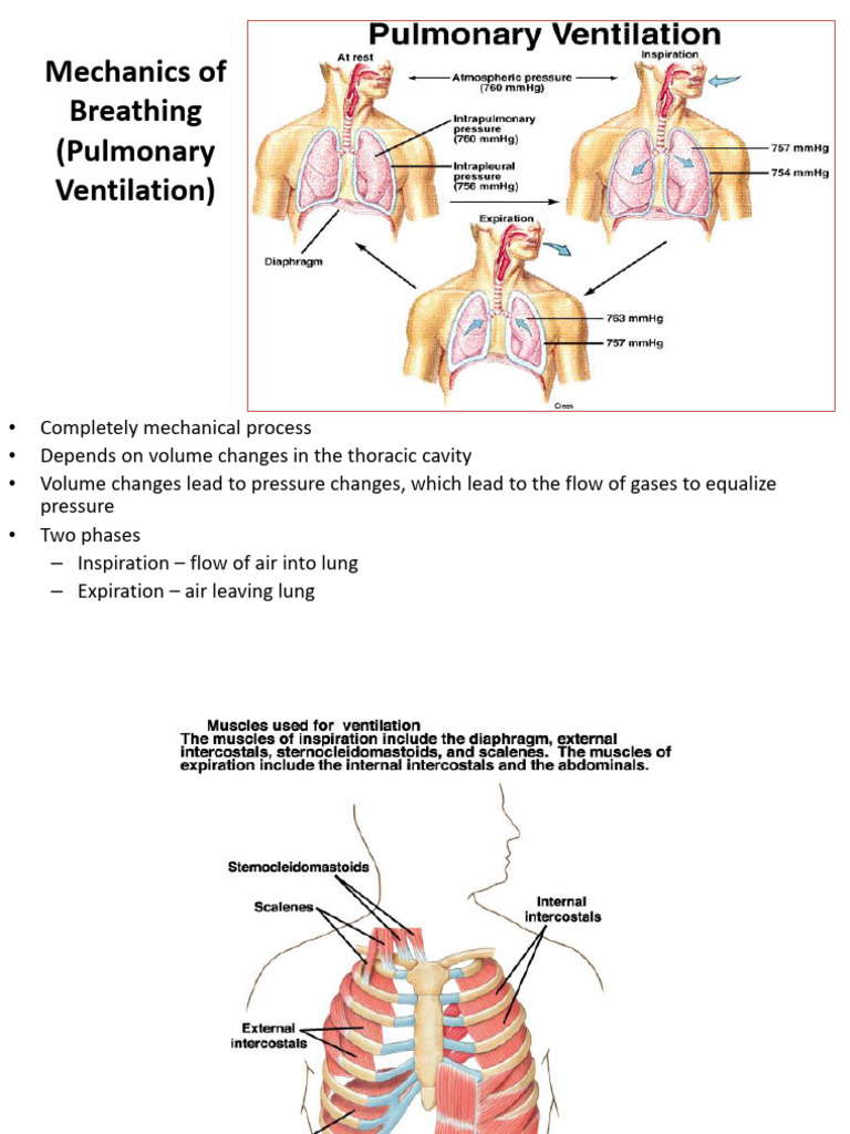 Mechanics of Breathing (Pulmonary Ventilation) Physiology 16-11-2018 ...