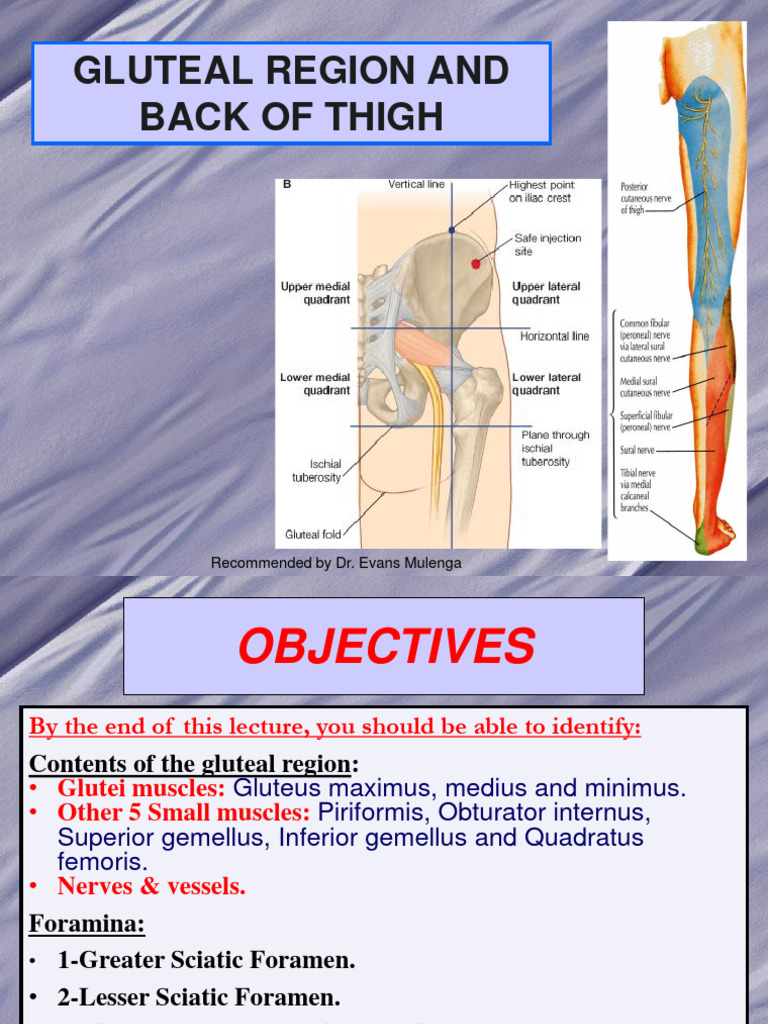15 - Gluteal Region & Back of The Thigh | PDF | Human Leg | Limbs (Anatomy)