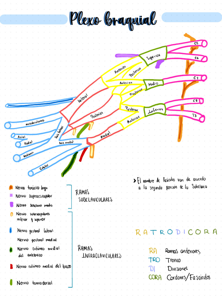 Plexo braquial | Descargar gratis PDF | Anatomía humana | Sistema musculoesquelético