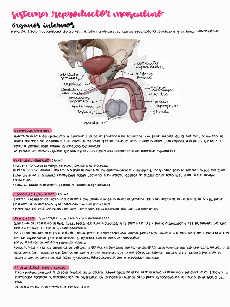 Sistema Reproductor Masculino | PDF