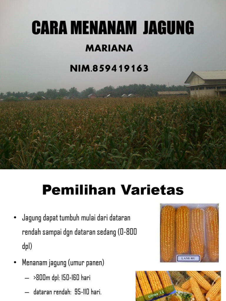 Panduan Menanam Jagung | PDF | Griya & Taman