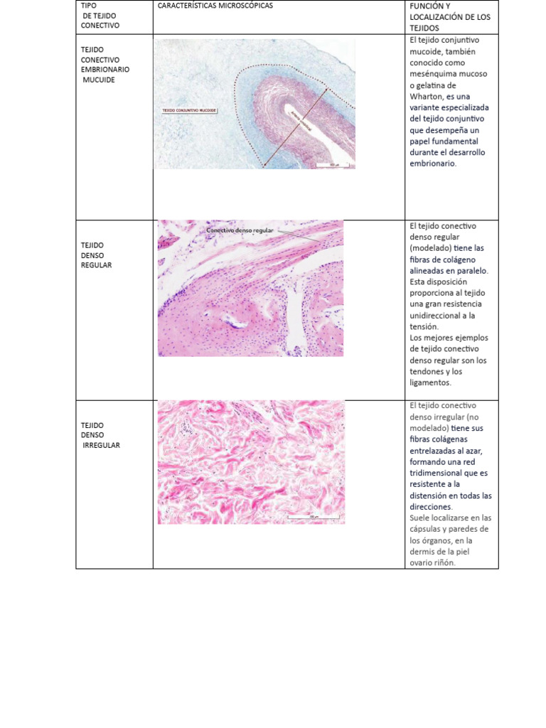 El Tejido Conectivo Denso Irregular (No Modelado) | PDF | Tejido ...