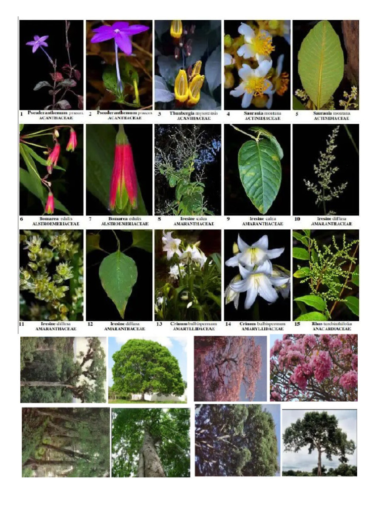 Album Flora y Fauna | PDF