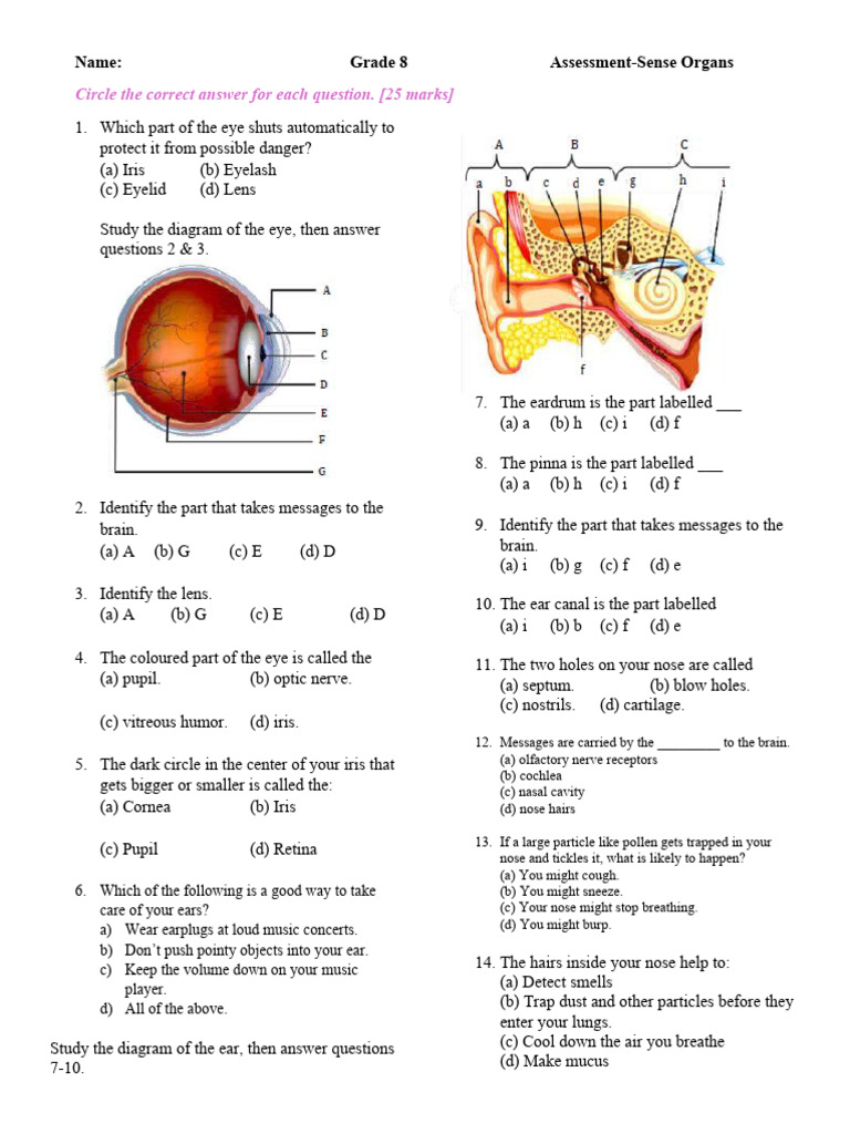 25 MARKS- SENSE ORGANS-Multiple Choice Assessment | PDF | Taste | Human ...