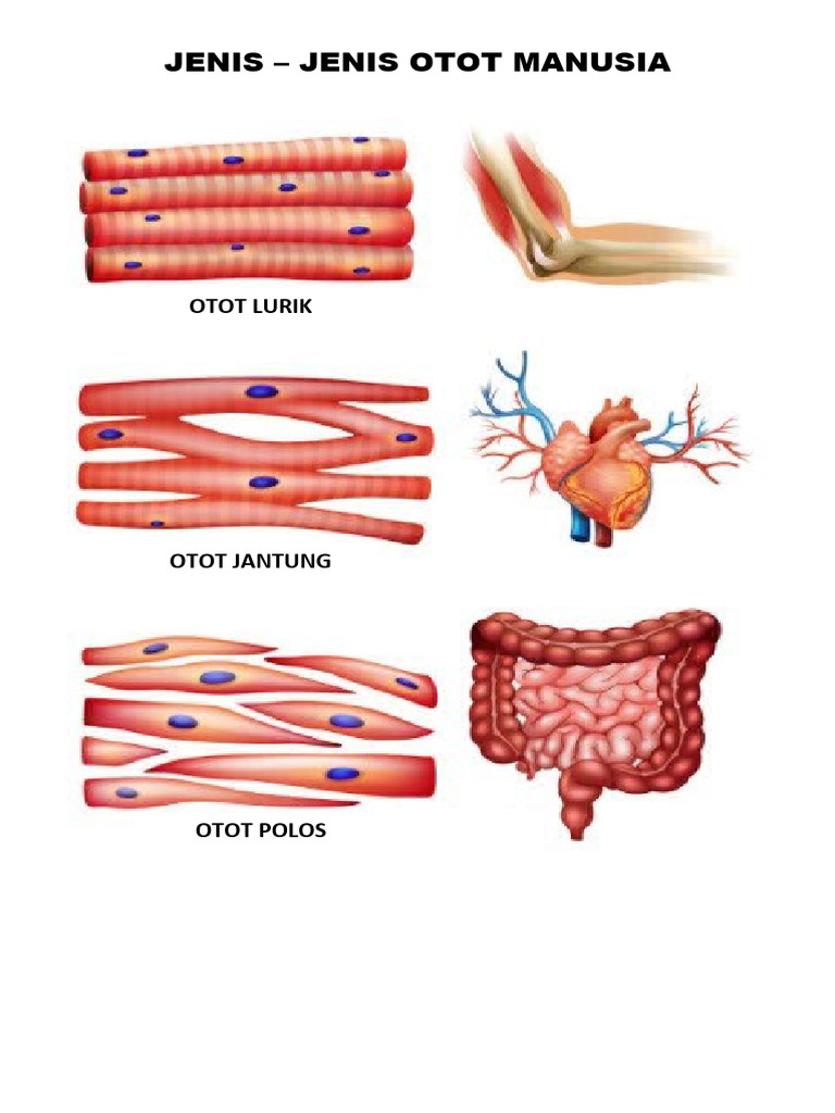 JENIS OTOT MANUSIA | PDF