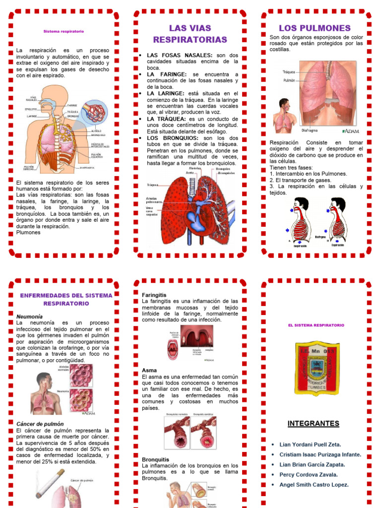 triptico sistema respiratorios | PDF | Pulmón | Sistema respiratorio