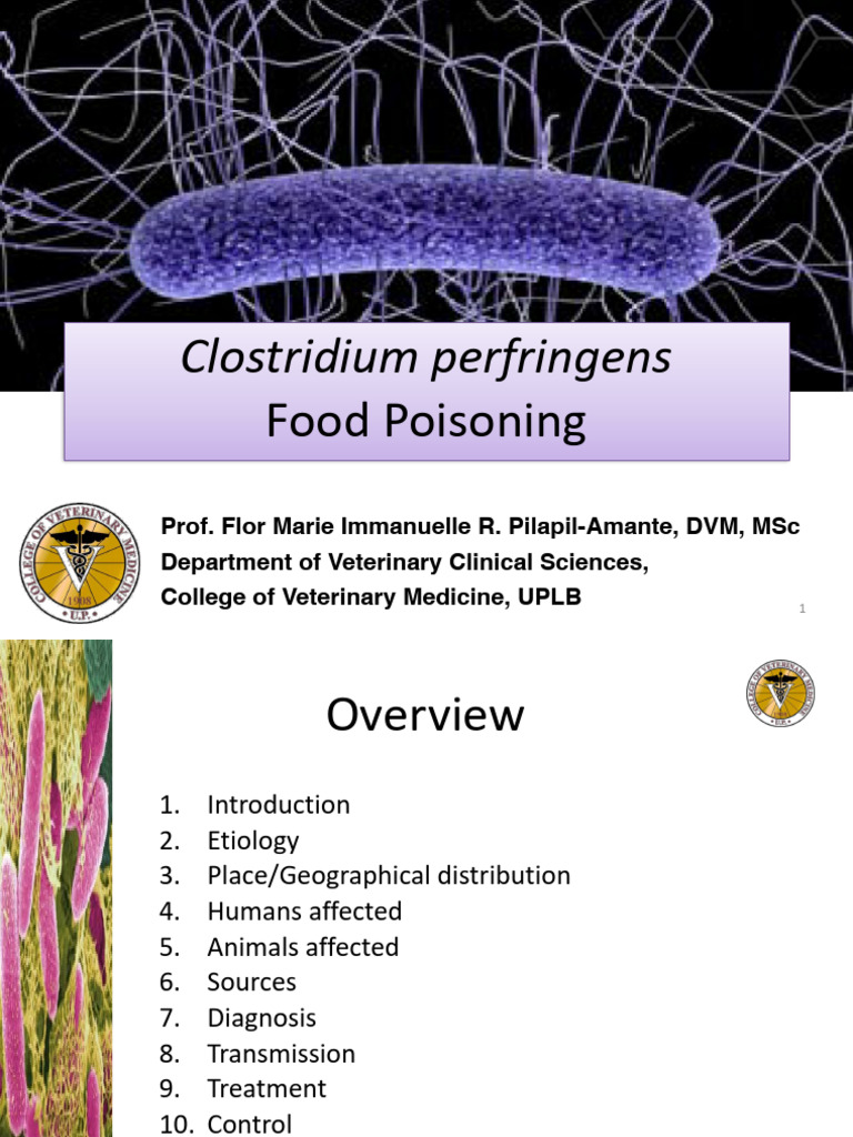4 Clostridium Perfringens | PDF | Medicine | Health Sciences