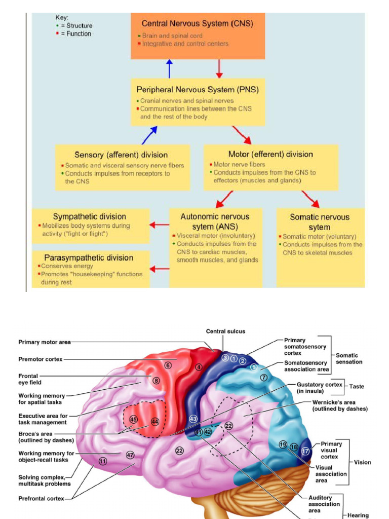 PNS - Sensory Division - Sensory Receptors - Tagged | PDF | Ear ...