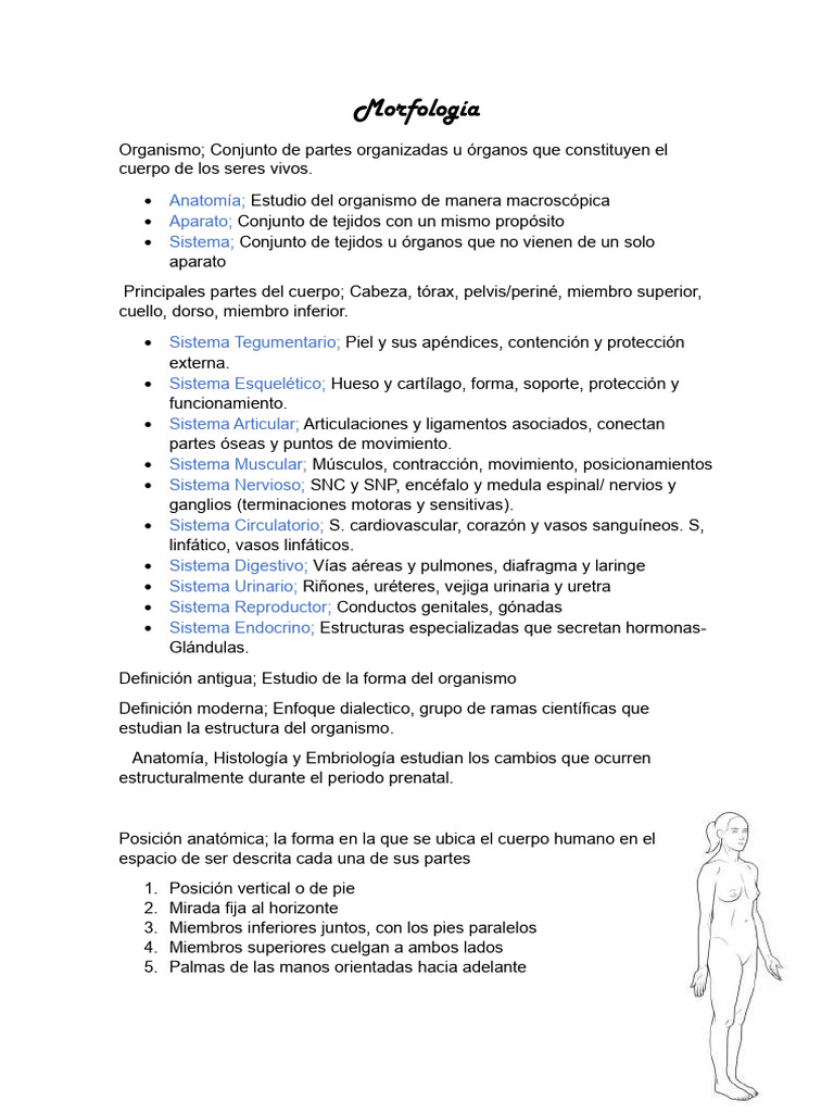 Morfo | PDF | Términos anatómicos de ubicación | Anatomía