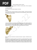 Anatomía del Húmero y sus Partes | PDF | Hombro | Sistema ...
