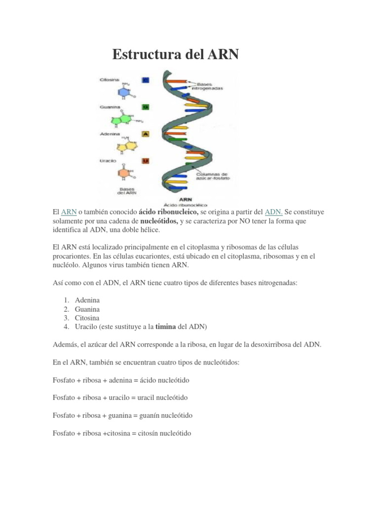 La Estructura Del ARN | PDF | Rna | Adn