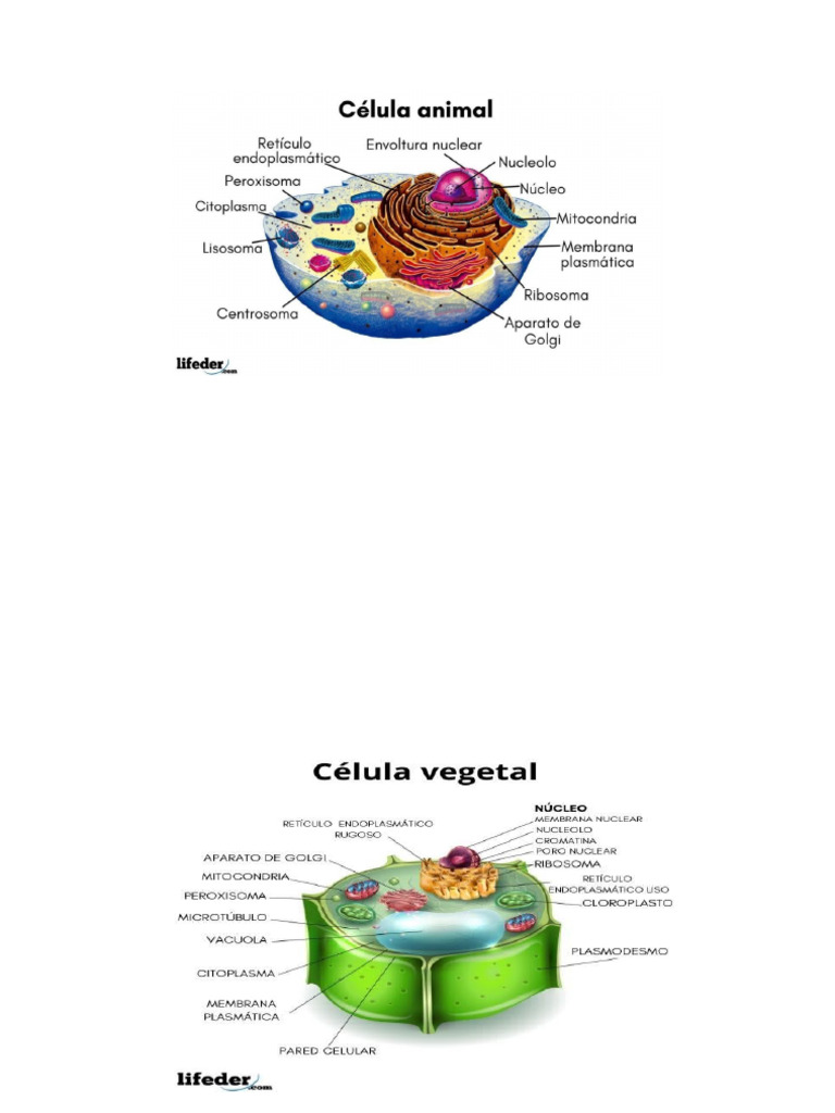 Celula Animal Y Vegetal | PDF