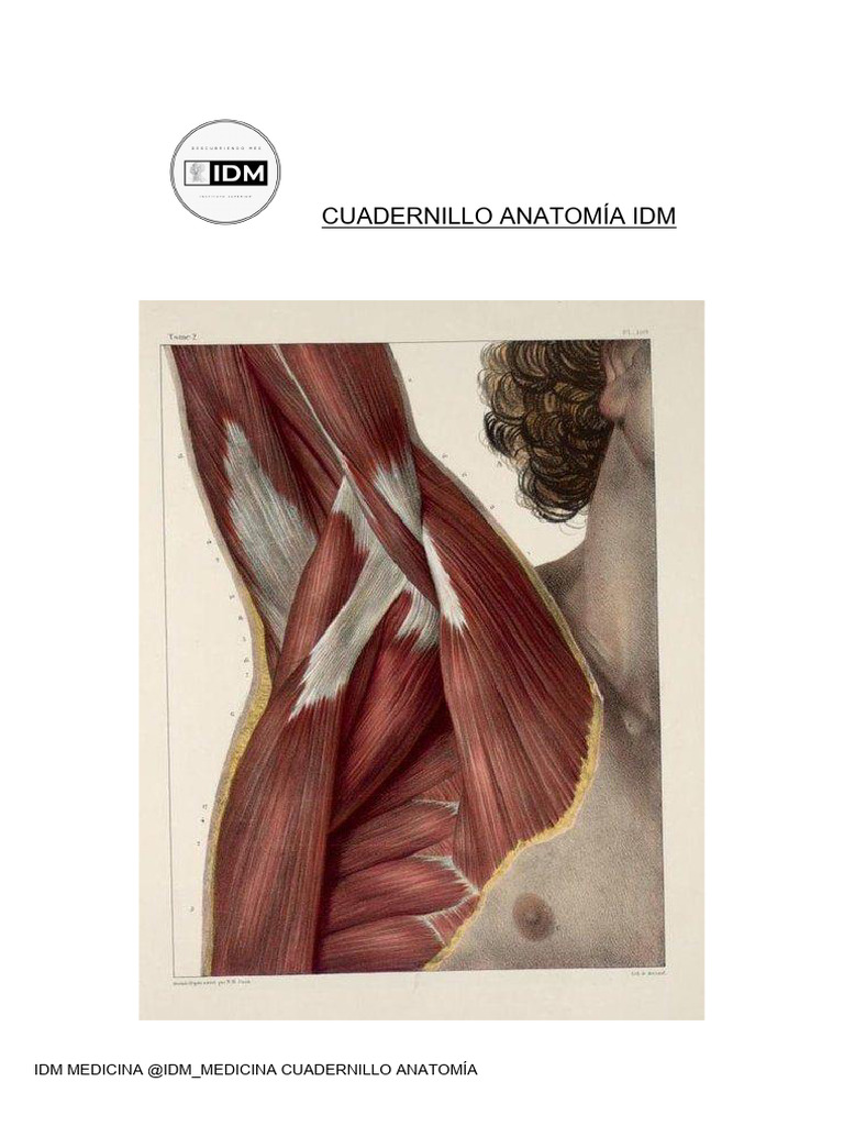 Cuadernillo Anatomía Locomotor IDM MEDICINA | PDF | La columna vertebral | Articulación