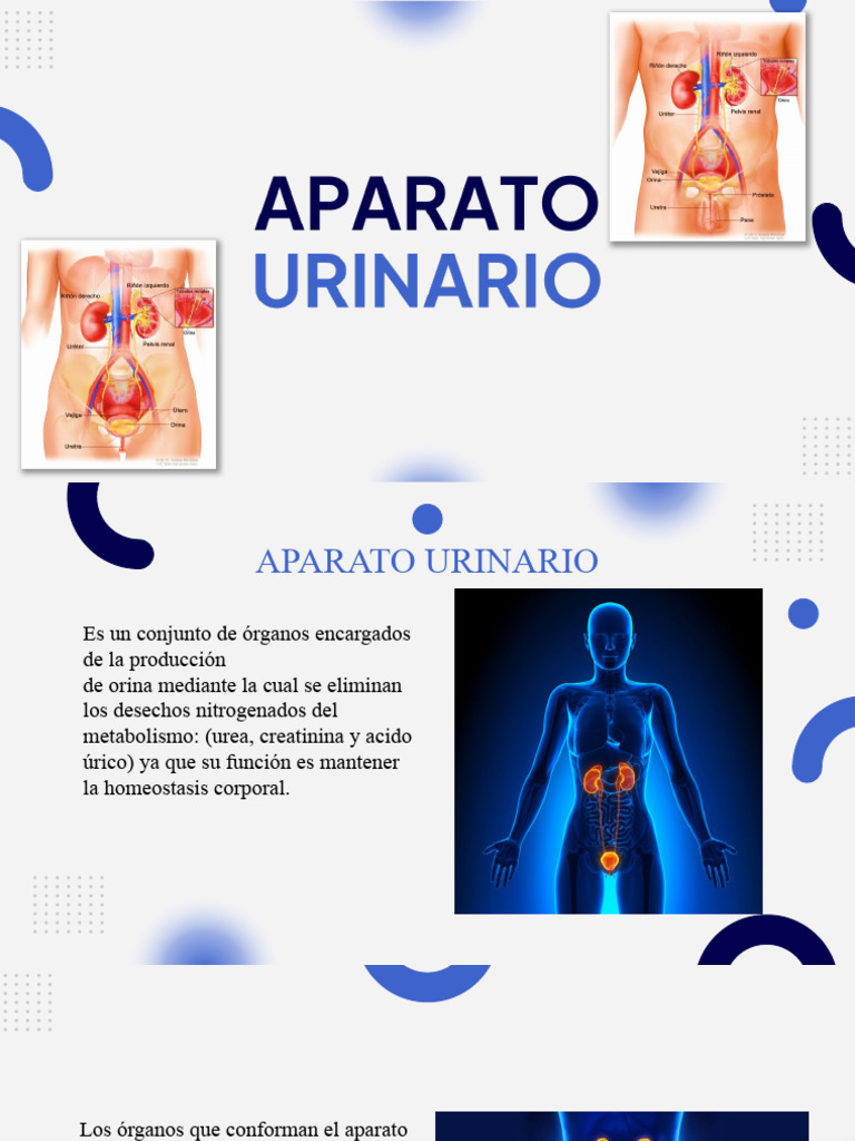 APARATO URINARIO EXPOSICIÓN | Descargar gratis PDF | Riñón | Sistema urinario