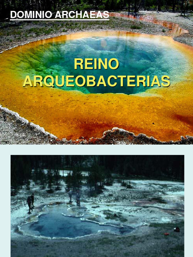 2-Reino Arquebacterias | PDF | Archaea | Lípido