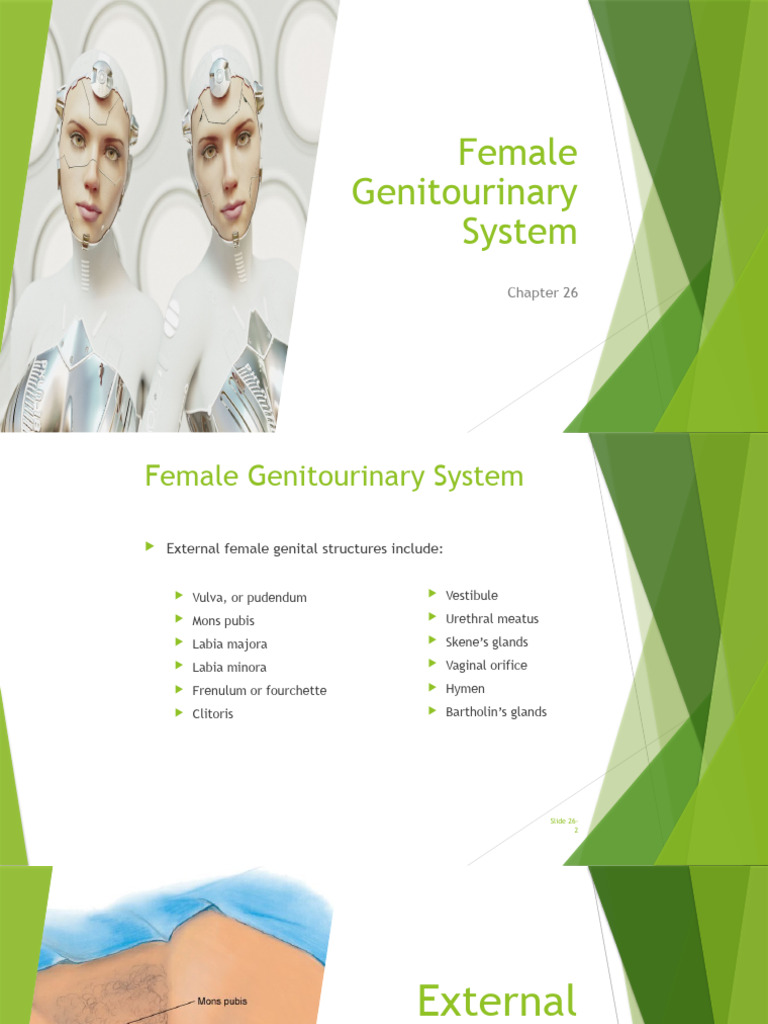 Chapter 24 Male GU | PDF | Labia | Vagina