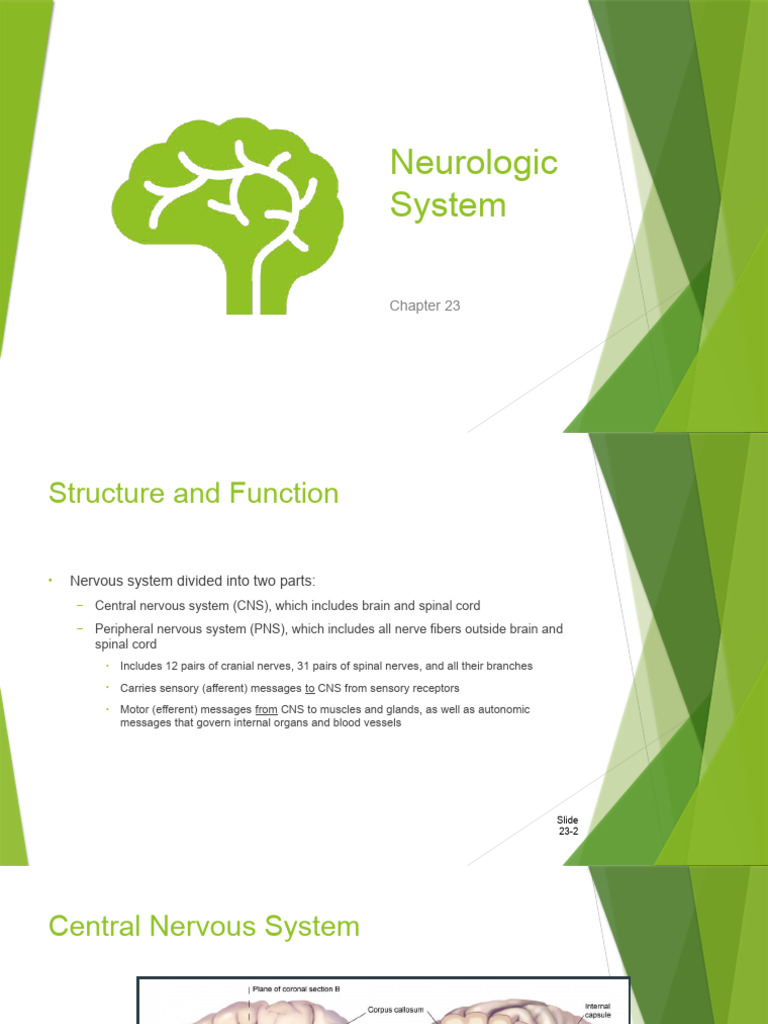 Chapter 23 Neurologic System | Download Free PDF | Central Nervous ...