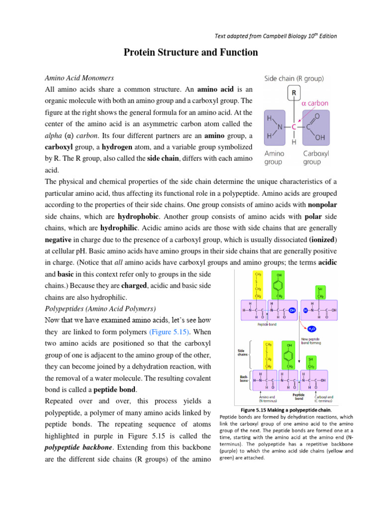 Week 9. Protein Structure and Function | PDF | Amino Acid | Polymers