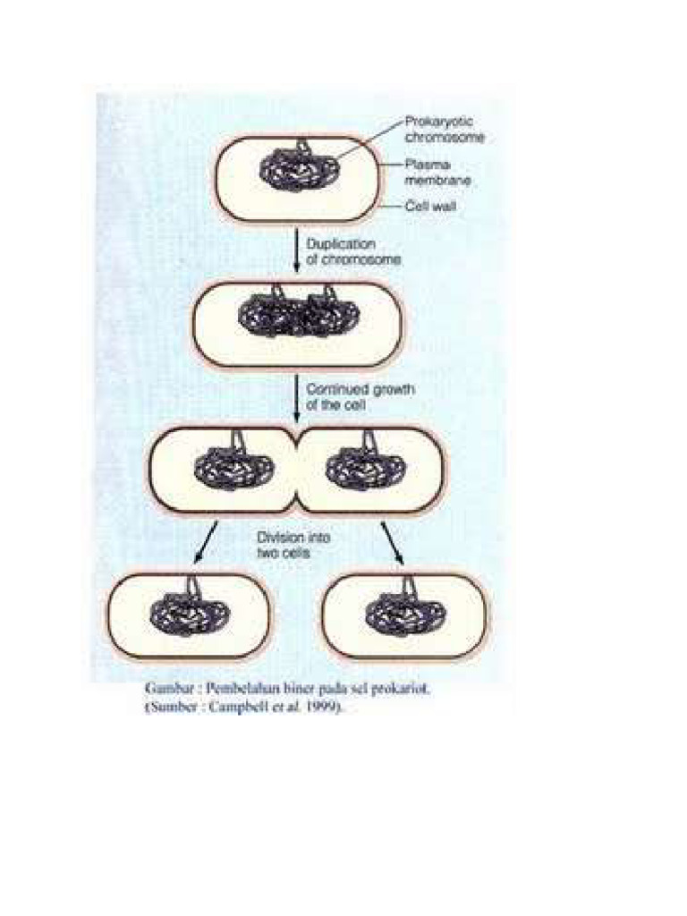 Pembelahan Biner | PDF