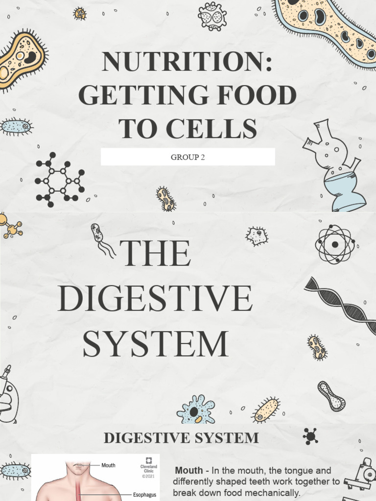 Understanding the Digestive System | PDF | Digestion | Human Digestive ...