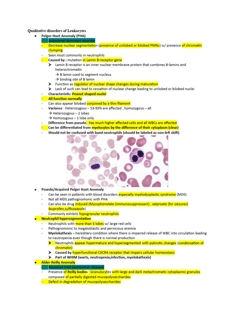 Leuko 2 | PDF | White Blood Cell | Granulocyte