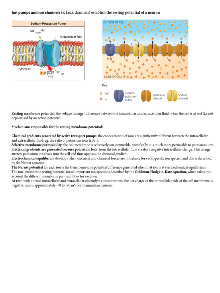 3 g | PDF | Action Potential | Depolarization