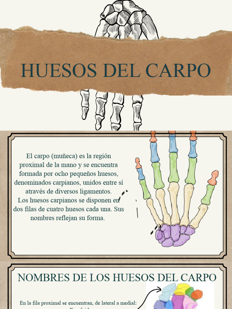 Anatomía de los Huesos del Carpo | PDF | Mano | Extremidades (anatomía)