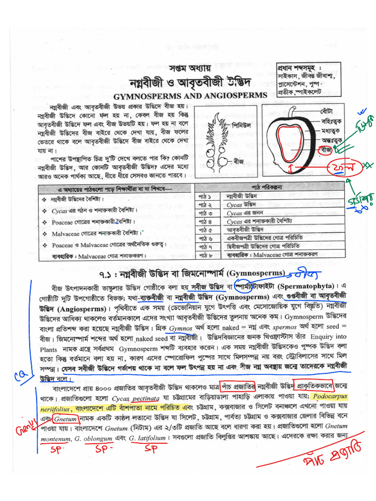 Gymnosperm and Angiosperms | PDF