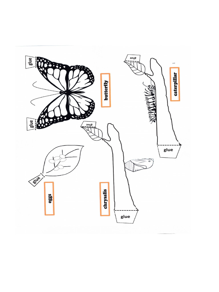 3DButterfly Life Cycle Diorama | PDF