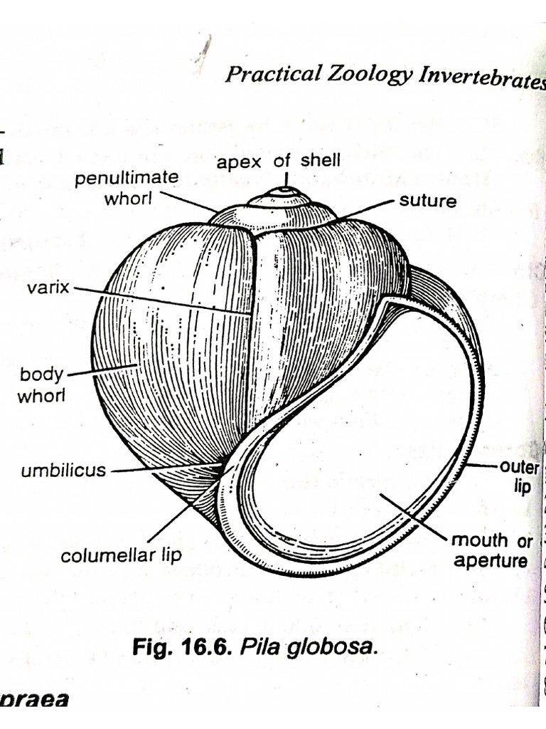 Phylum Mollusca - 240321 - 185150 | PDF
