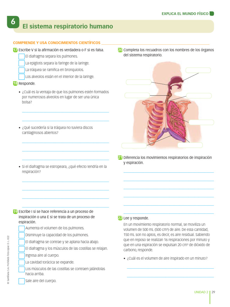 Actividad 06 - El Sistema Respiratorio Humano | PDF | Sistema ...
