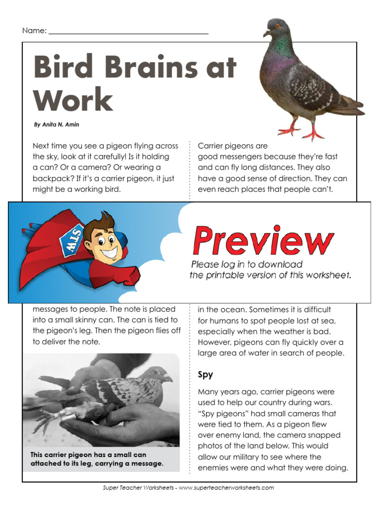 6th Pigeons Working | PDF | Columbidae