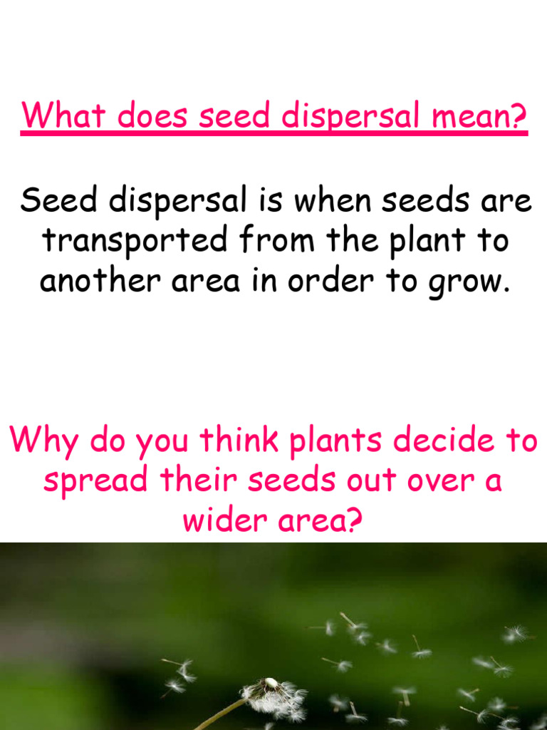 Seed Dispersal Powerpoint | PDF | Acorn | Fruit