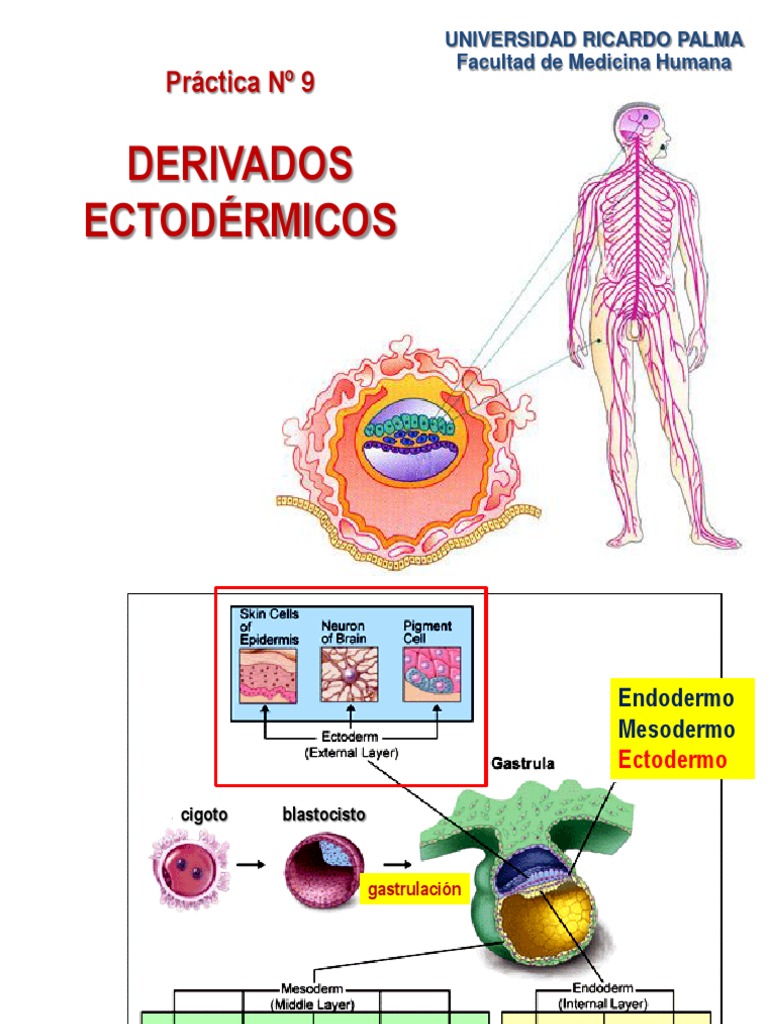 Derivados Ectodérmicos y Cresta Neural | PDF