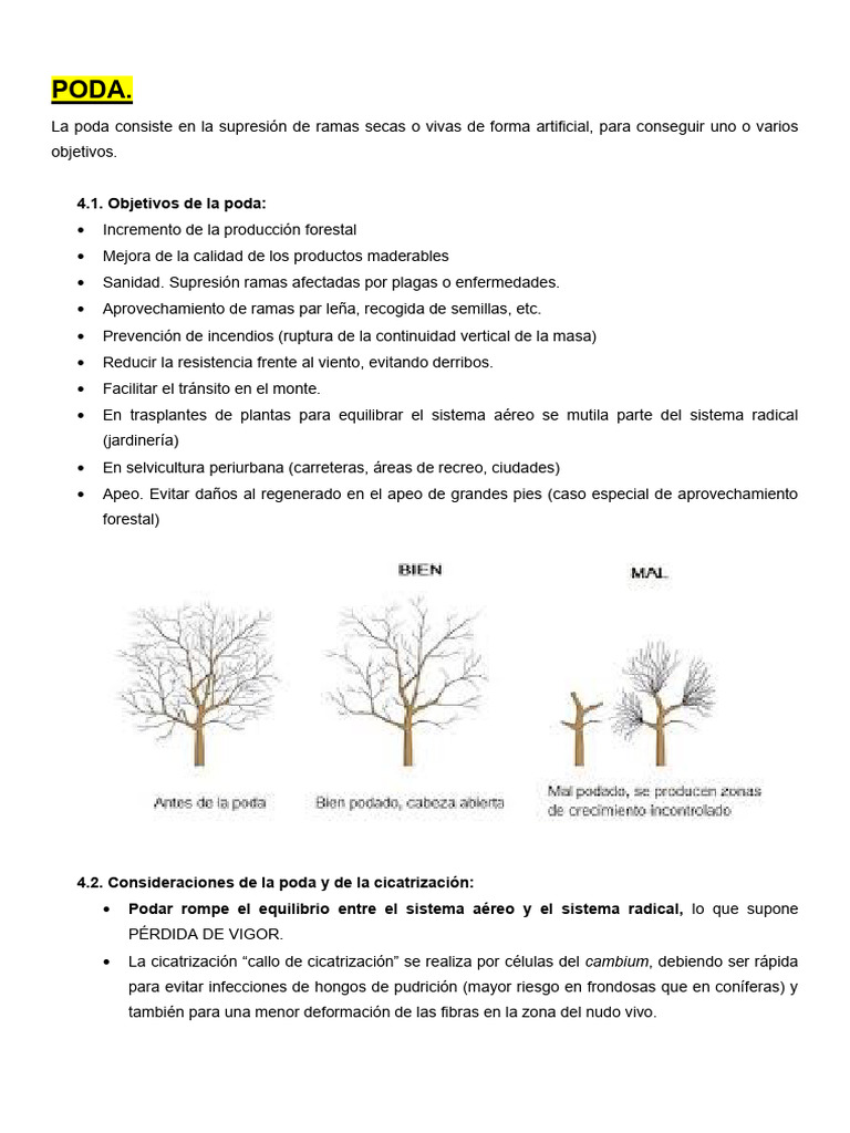 Técnicas y Beneficios de la Poda Forestal | PDF | Arboles ...
