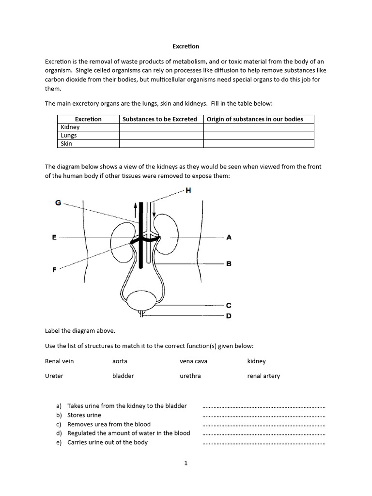 Excretion and Kidney Function Guide | PDF | Kidney | Urinary System
