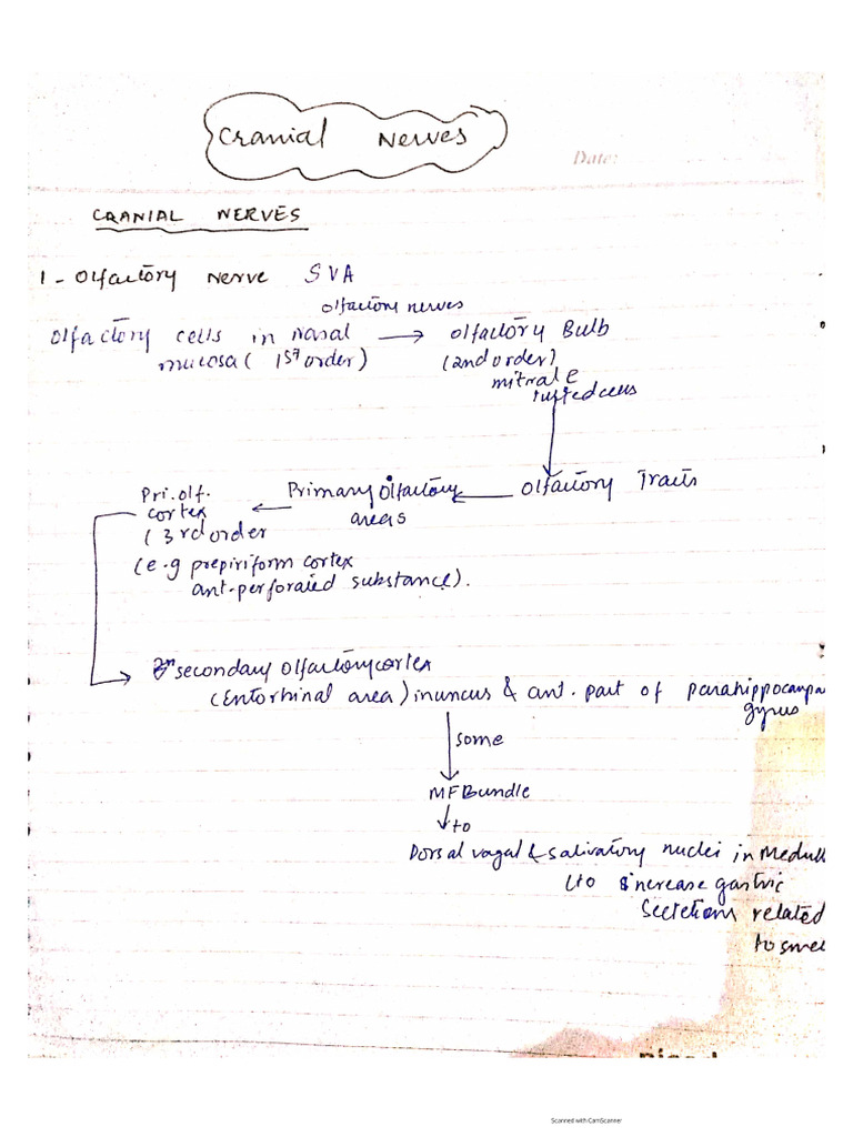 Cranial Nerves Handwritten Notes Neuro | PDF
