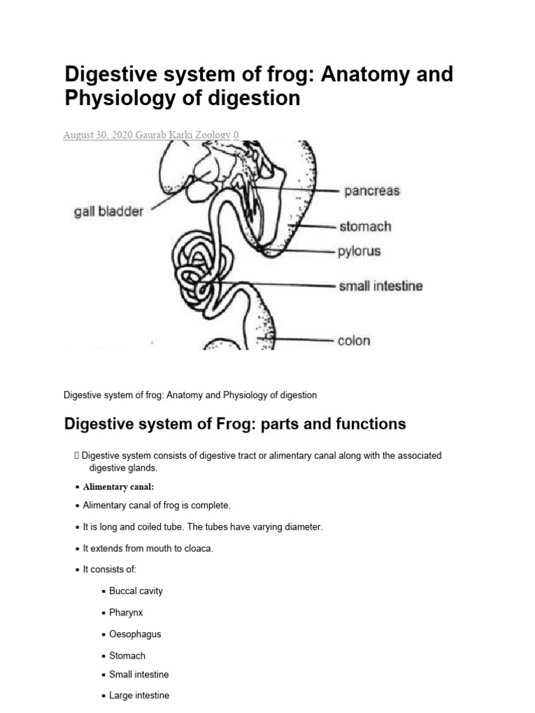 Frog Digestive System: Anatomy & Functions | PDF | Stomach | Pancreas