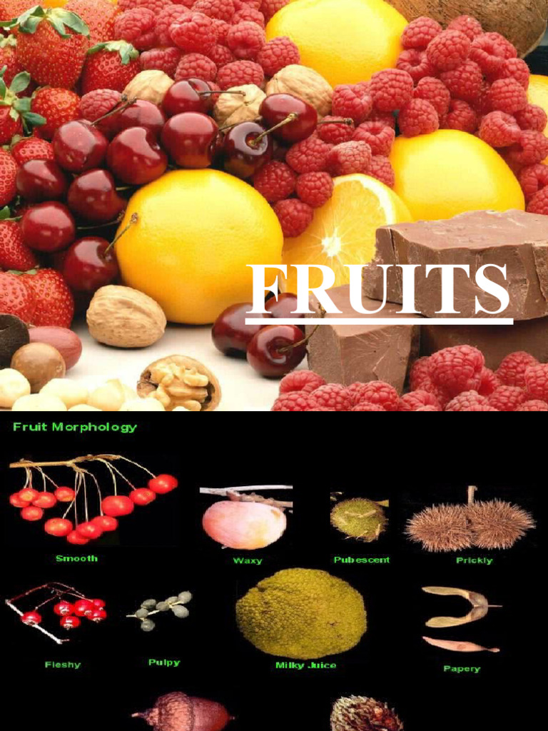 Fruits | PDF | Fruit | Plant Reproduction