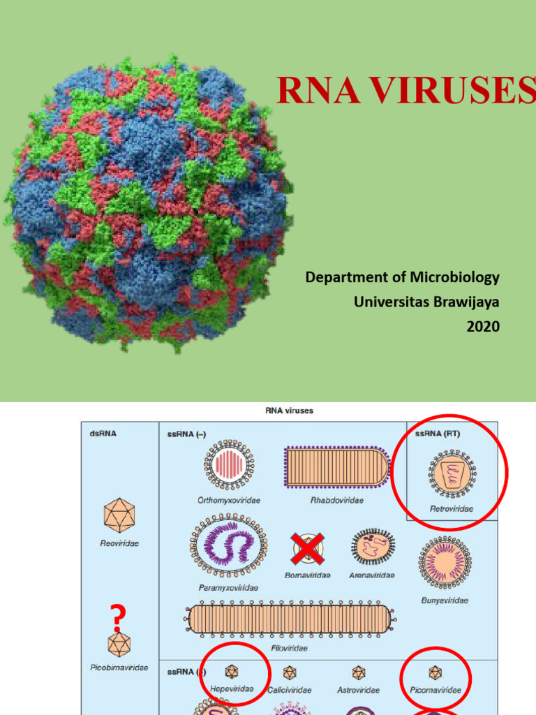 2020 - L16A Medical Virology (RNA Viruses) - Rev | PDF | Hiv | Virus