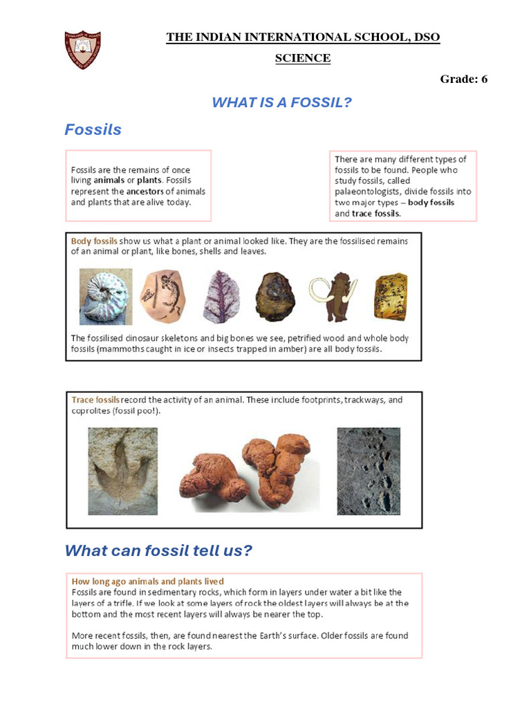 Fossil Reading Material | PDF | Language Arts & Discipline | Foreign ...
