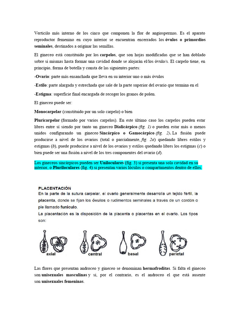 Estructura y Tipos de Gineceo | PDF | Flores | Sistema reproductivo