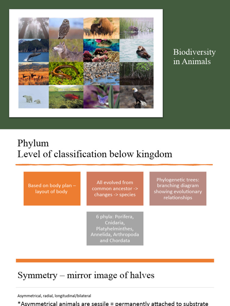 Biodiversity in Animals | PDF | Sponge | Zoology