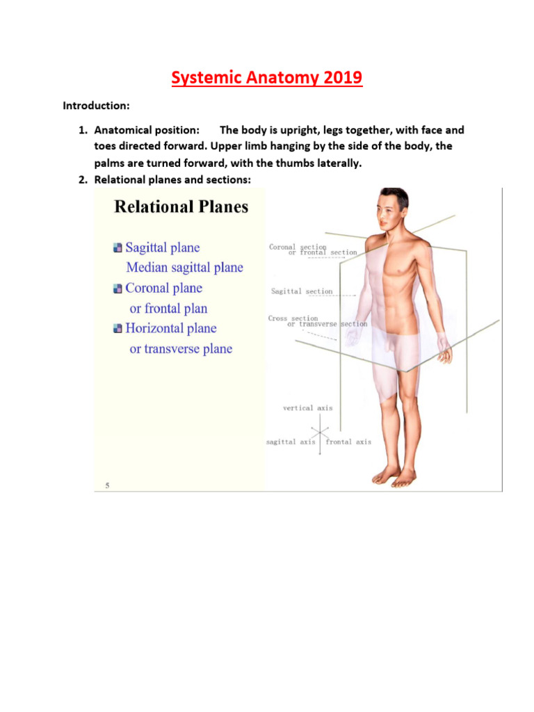 Systemic Anatomy with Answers | PDF | Vertebra | Vertebral Column